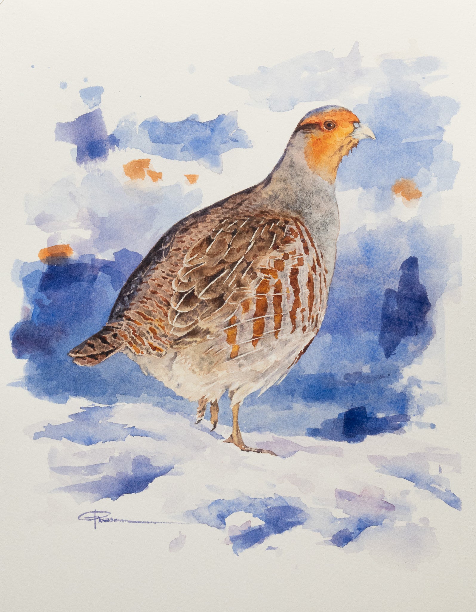 Grey Partridge – GPearson Art