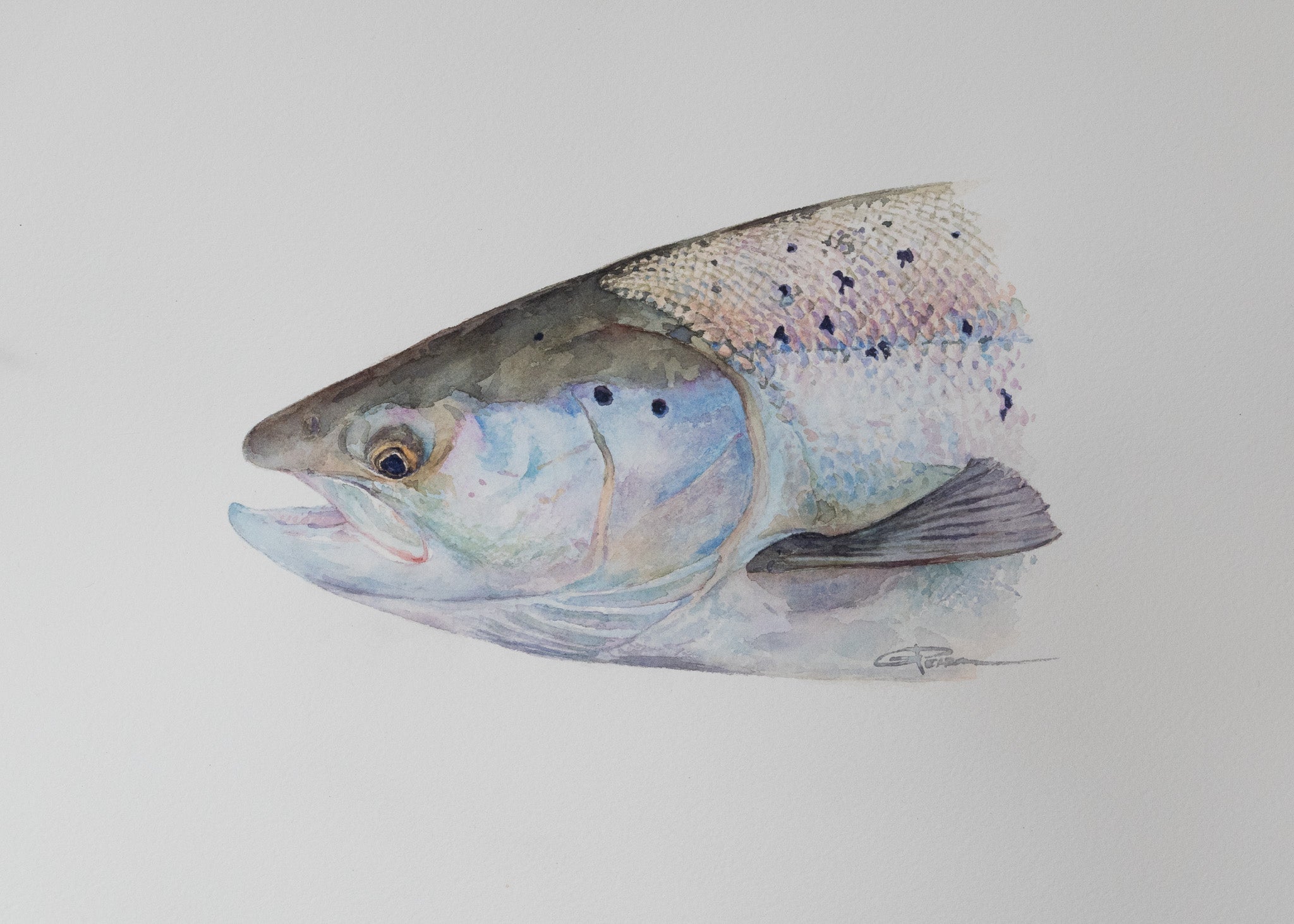 Salmo Salar – GPearson Art